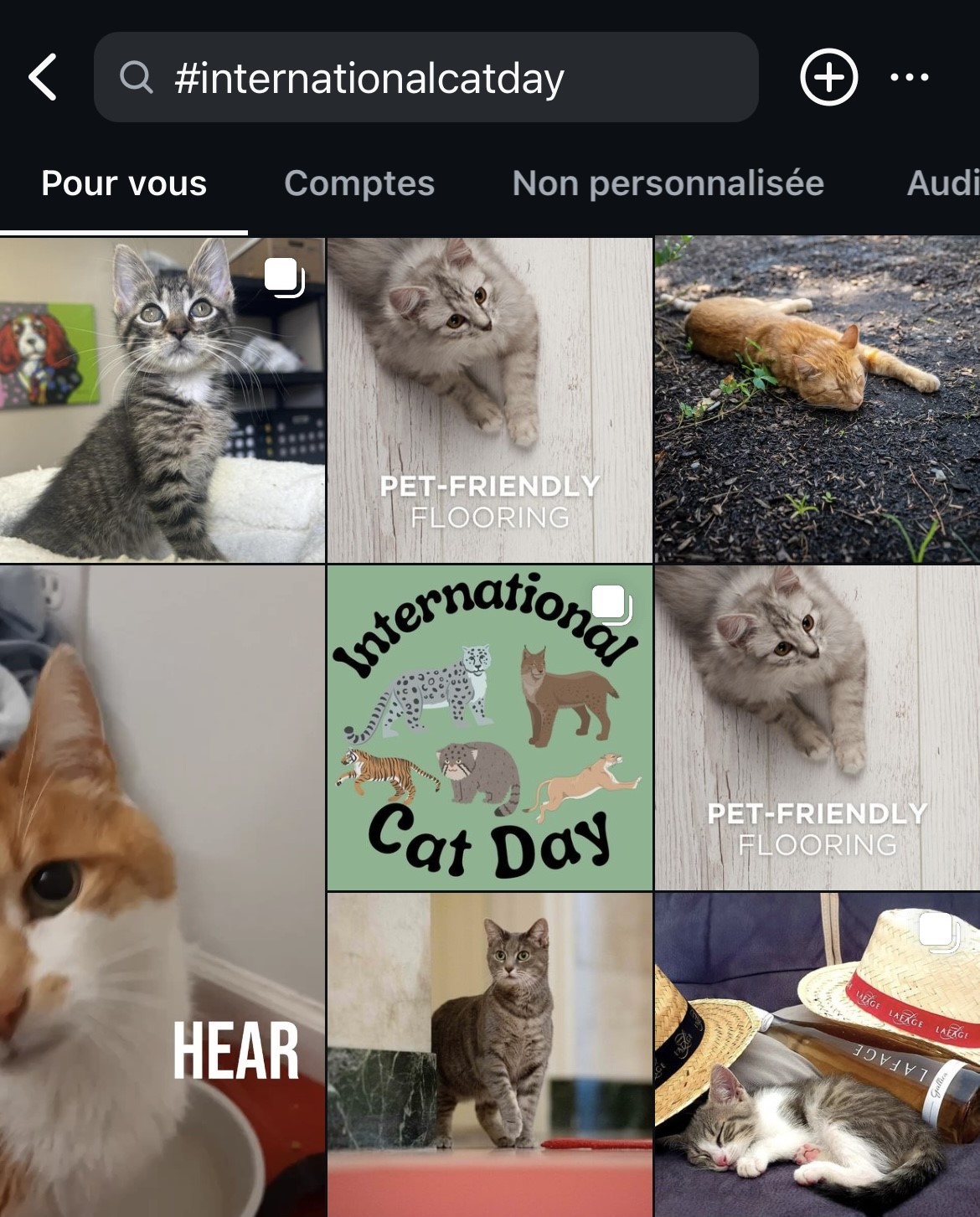 Comment fêter la Journée internationale du chat le 8 août